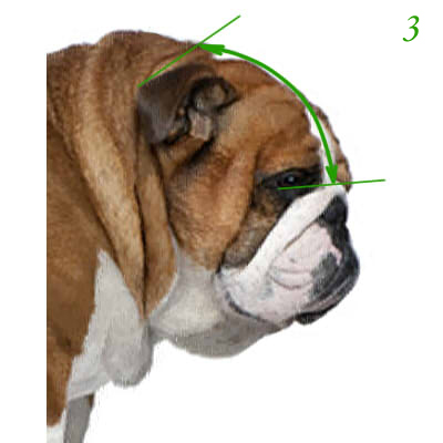 How to Measure Your Bulldog for Correct Muzzle Size : English bulldog ...